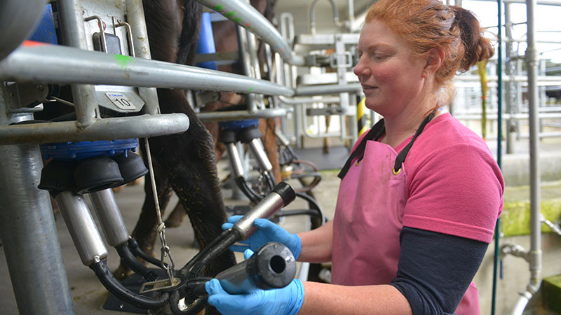 Bail and cupping area - DairyNZ | DairyNZ