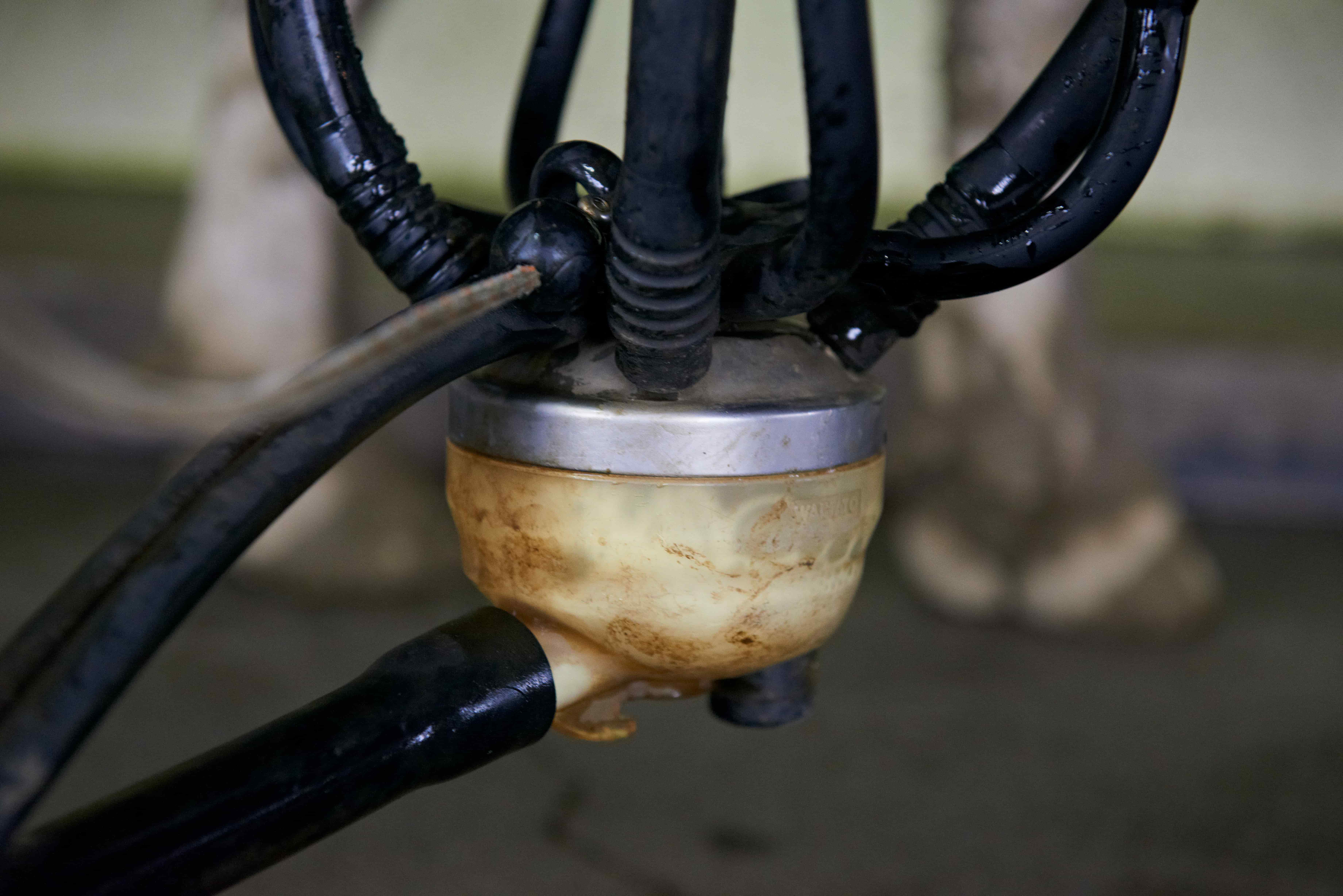 Milking clusters - DairyNZ | DairyNZ