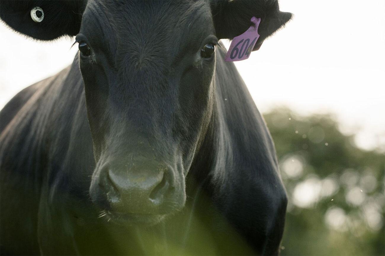 NAIT (National Animal Identification and Tracing) - DairyNZ | DairyNZ