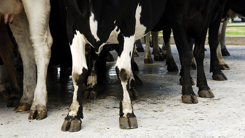 Healthy Hoof Programme | DairyNZ