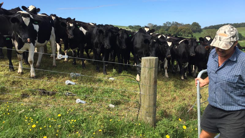 Rearing options - DairyNZ | DairyNZ