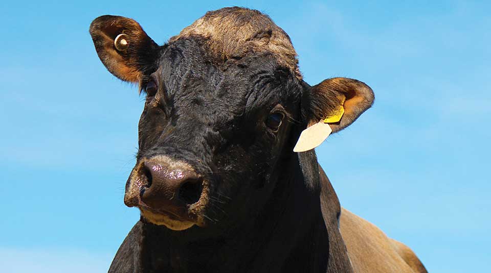 Bull management | DairyNZ