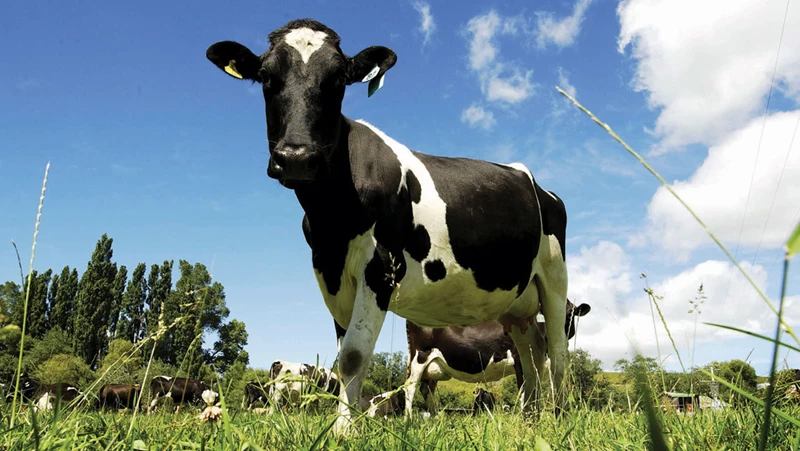 Body condition scoring (BCS) - DairyNZ | DairyNZ