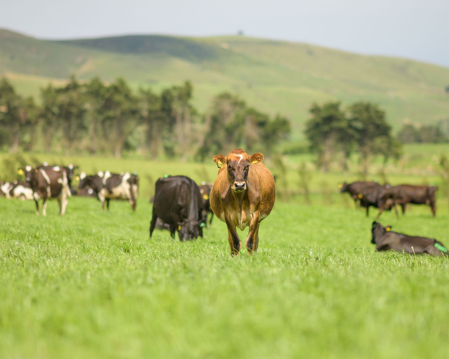 NZAEL Team Profiles - DairyNZ | DairyNZ