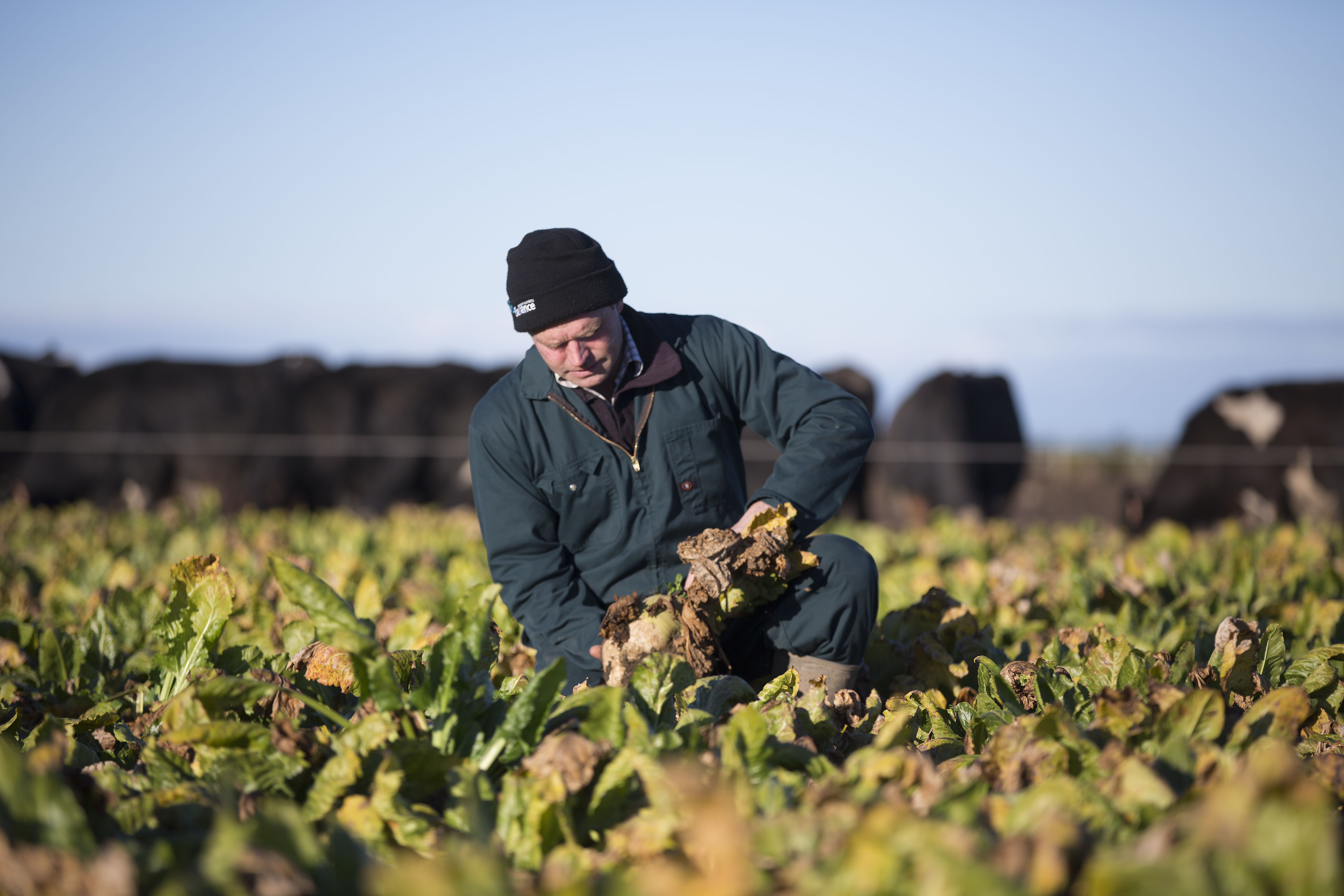 Growing fodder beet - DairyNZ | DairyNZ