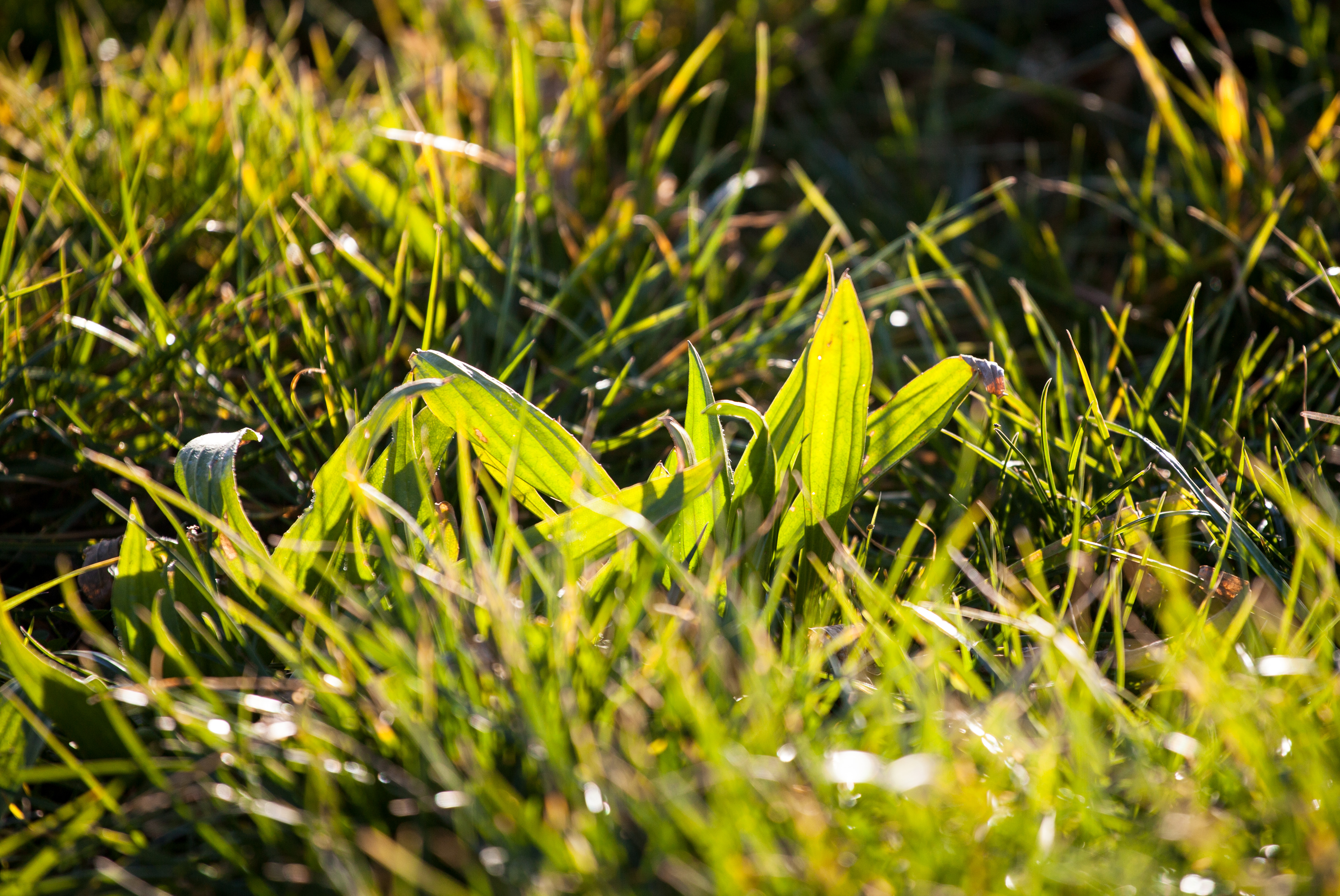 Pasture species overview - DairyNZ | DairyNZ