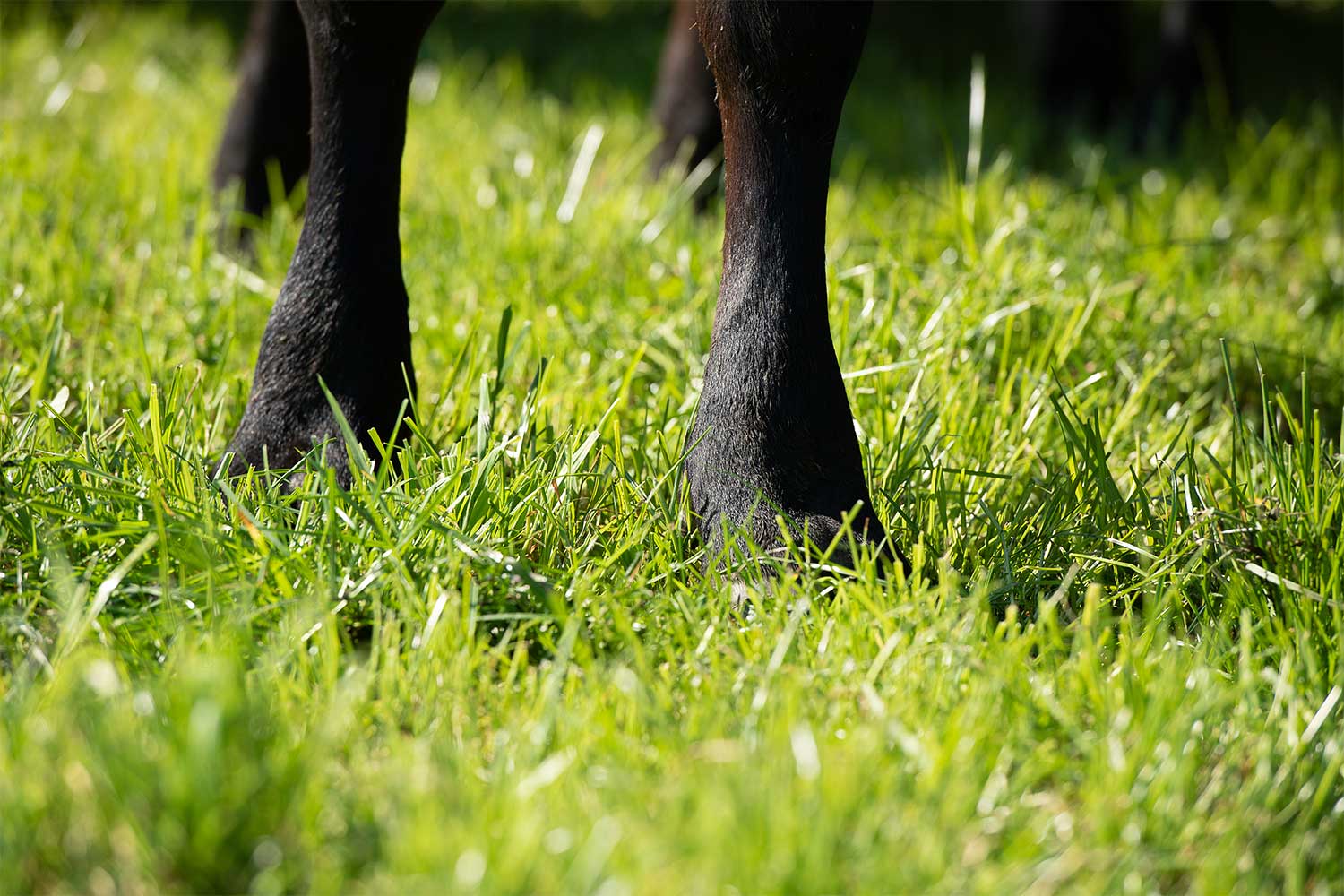 Lameness types - DairyNZ | DairyNZ