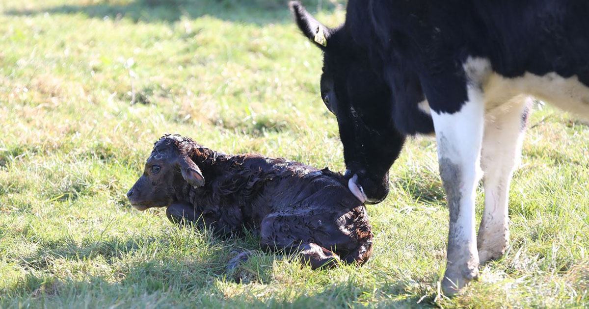 Inside Dairy - Plan ahead for safer calving | DairyNZ