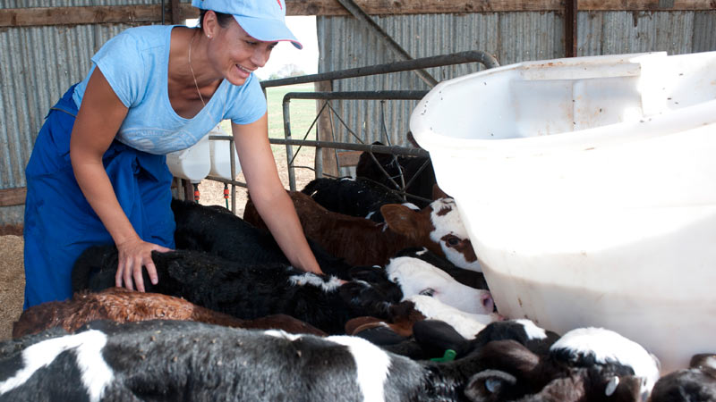 Transporting Bobby Calves | DairyNZ