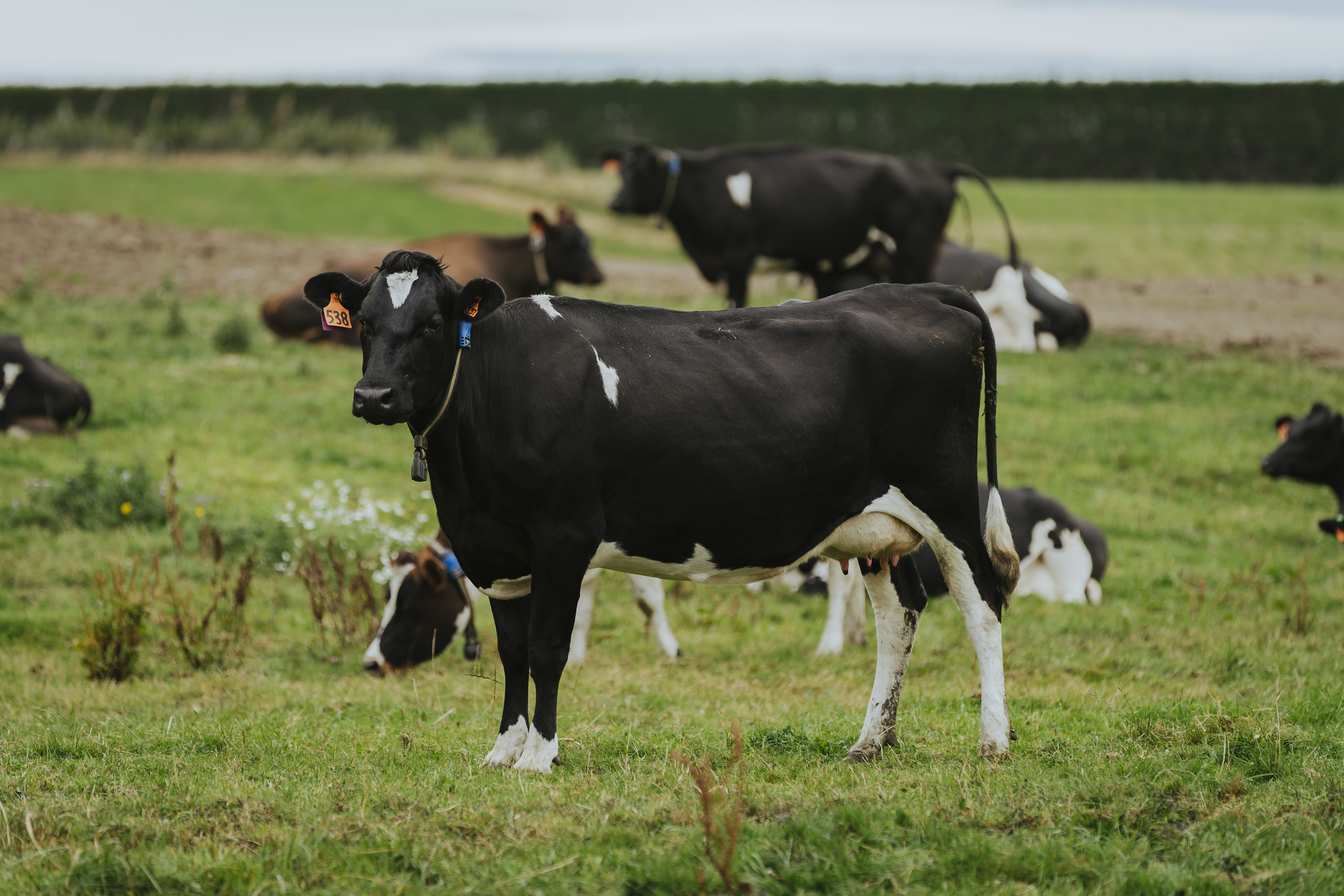 Caring for transition cows | DairyNZ